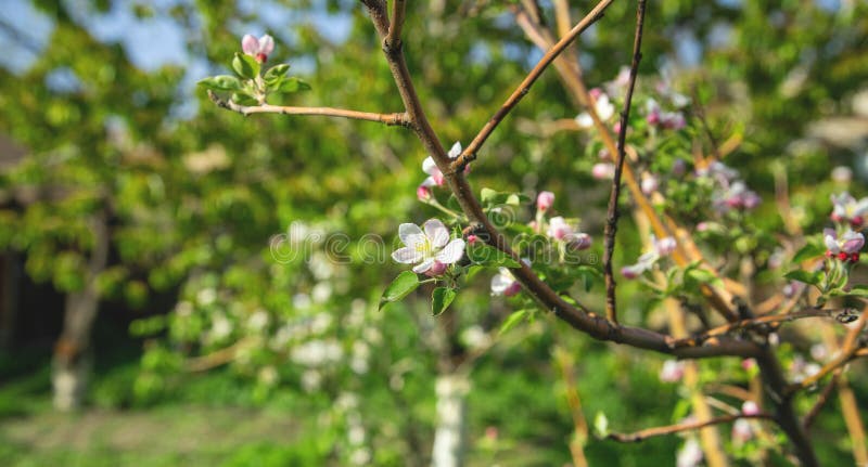 Flowering Spring Apple Tree in the Garden Stock Illustration ...