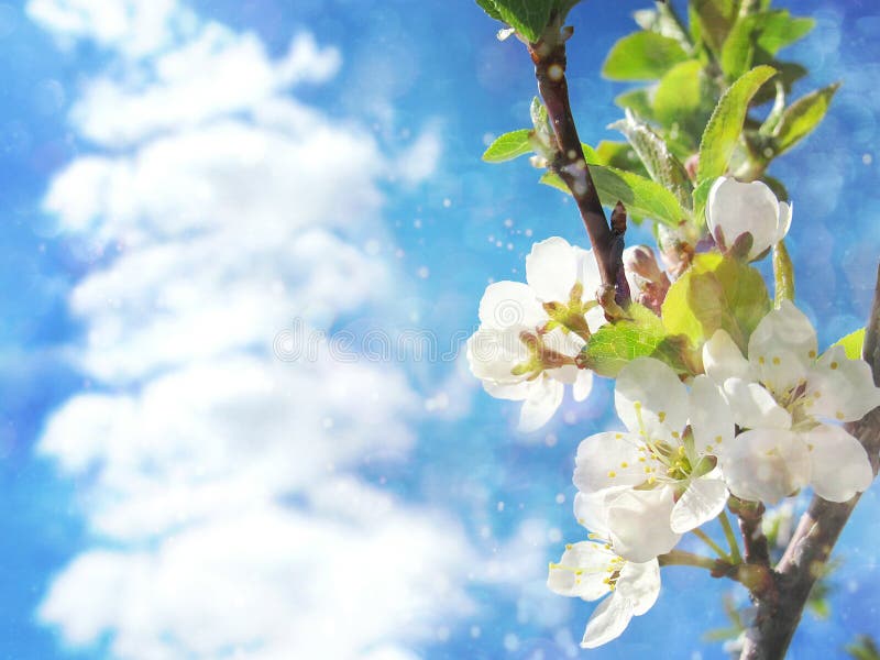 Joy of light. stock image. Image of cloud, light, fruit - 109429057