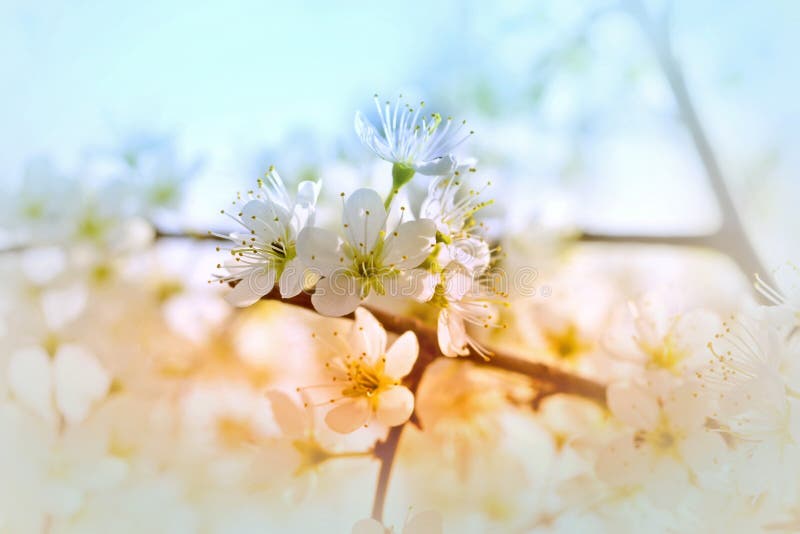 Flowering in spring - bud stock image. Image of foliage - 36243715