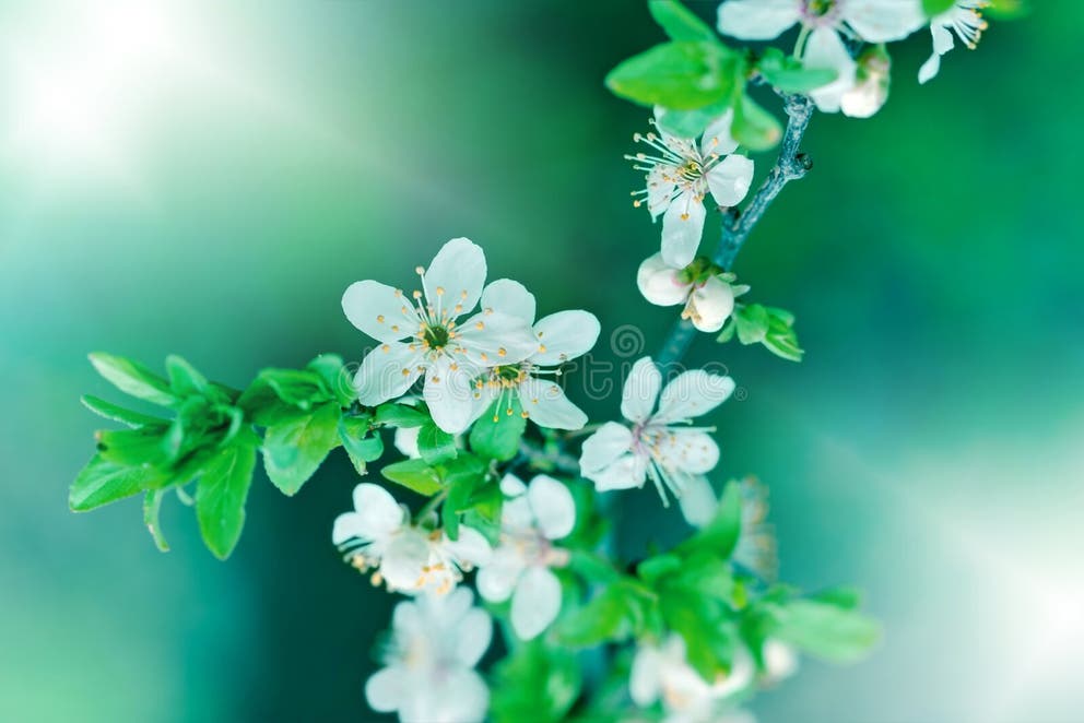 Flowering in spring stock image. Image of lush, light - 36912935