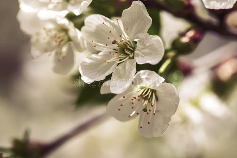 Flowering Spring Fruit Tree. Springtime Stock Image - Image of growth ...