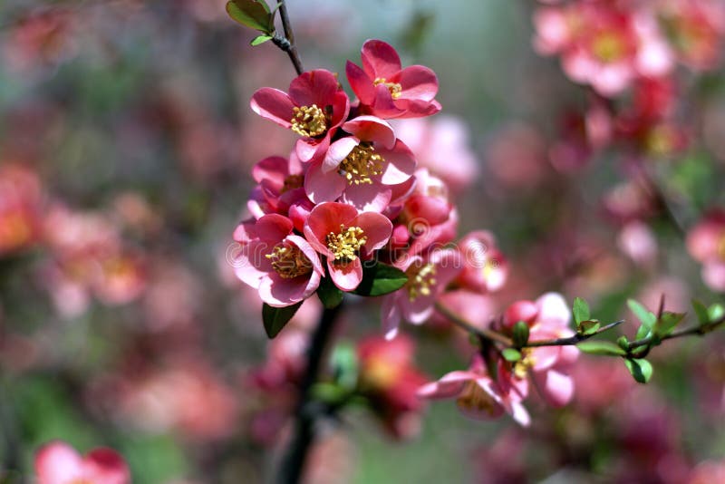 Flowering in the Spring Orchards Stock Photo - Image of closeup, apple ...