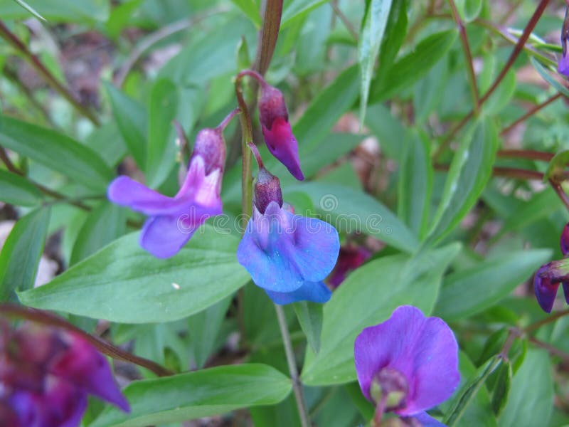 Flowering spring pea stock photo. Image of purple, violet - 206471610