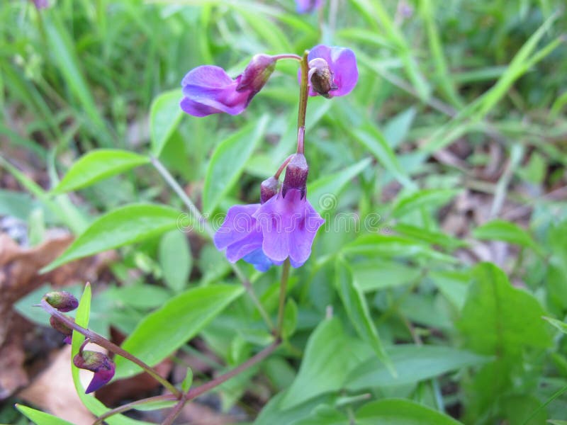 Flowering spring pea stock image. Image of legume, vernus - 206471619