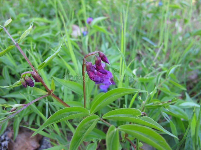 Flowering spring pea stock photo. Image of lathyrus - 206471630