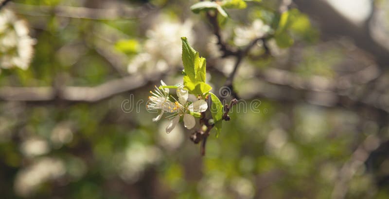 Plums on the Tree stock photo. Image of fruit, green, ripe - 2141332