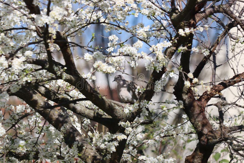 Flowering Spring Tree with Bird Stock Photo - Image of flowering, white ...