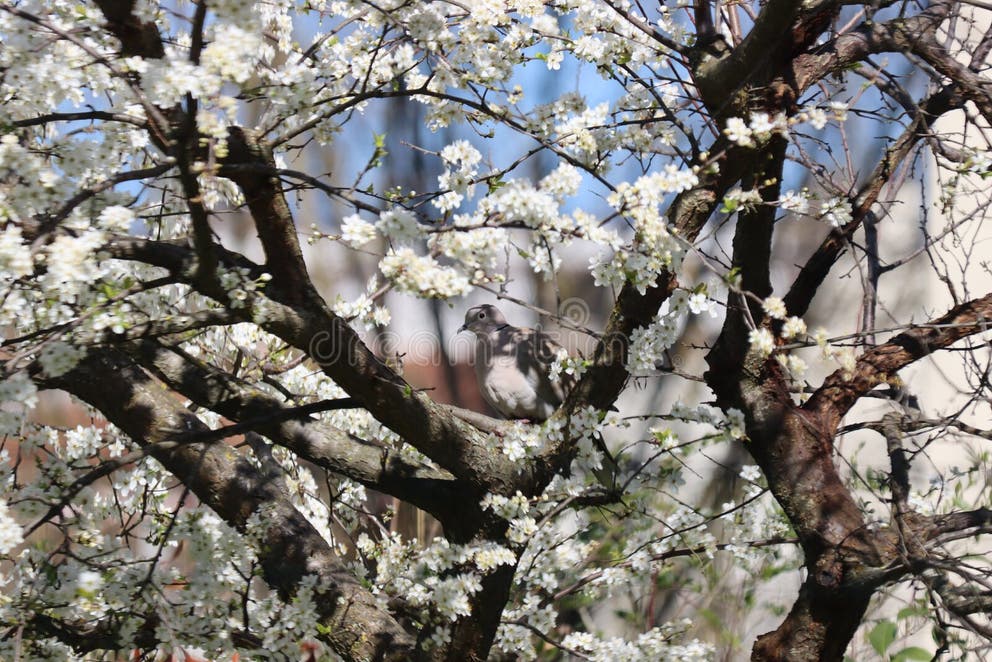 Flowering Spring Tree with Bird Stock Photo - Image of flowering, white ...