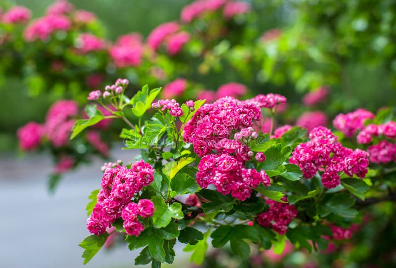 Flowering Spring Tree with Small Pink Flowers Stock Photo - Image of ...