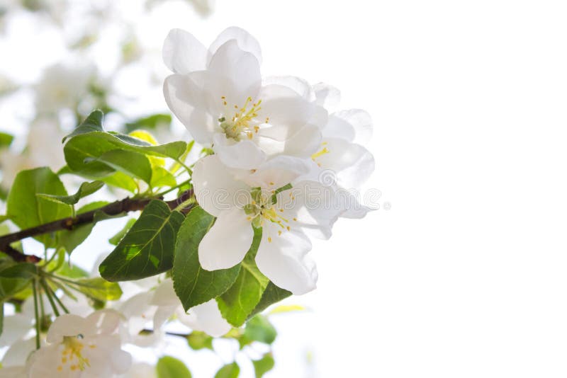 Flowering spring tree. stock photo. Image of nature, beautiful - 97889904