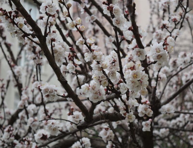 Flowering Spring Tree - White Flowers Stock Image - Image of excellent ...