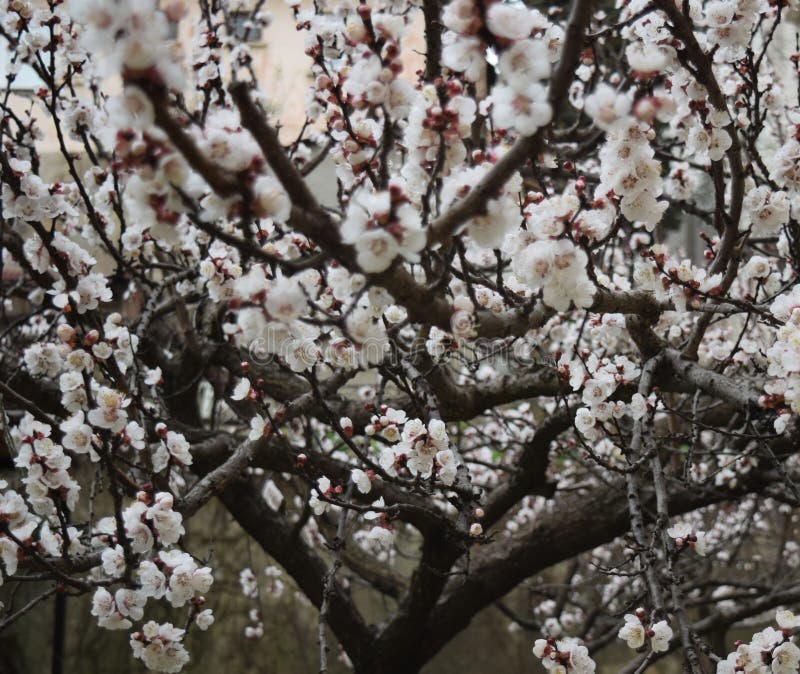 Flowering Spring Tree - White Flowers Stock Photo - Image of exclusive ...