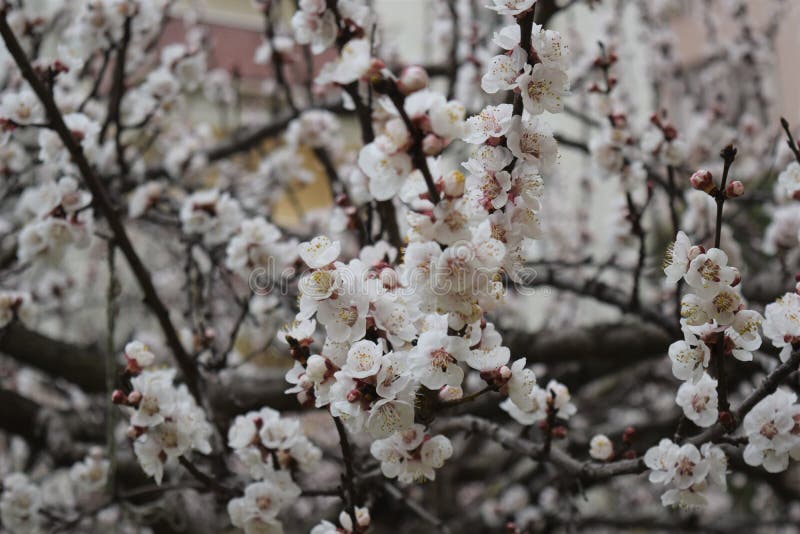 Flowering Spring Tree - White Flowers Stock Photo - Image of natural ...