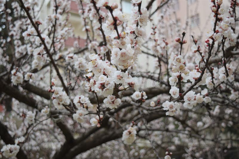 Flowering Spring Tree - White Flowers Stock Photo - Image of lovely ...
