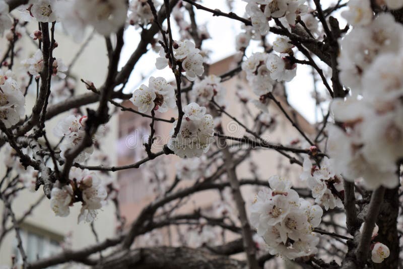 Flowering Spring Tree - White Flowers Stock Photo - Image of natural ...