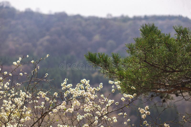 Flowering Spring Trees in the Mountains. the Concept of Blooming Spring ...