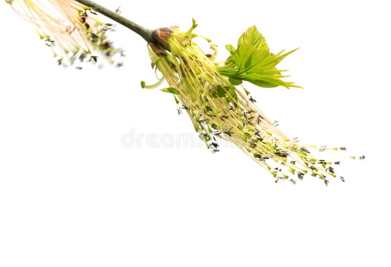 Flowering Spring Twigs of Maple Tree with Young Leaves in Wind Stock ...