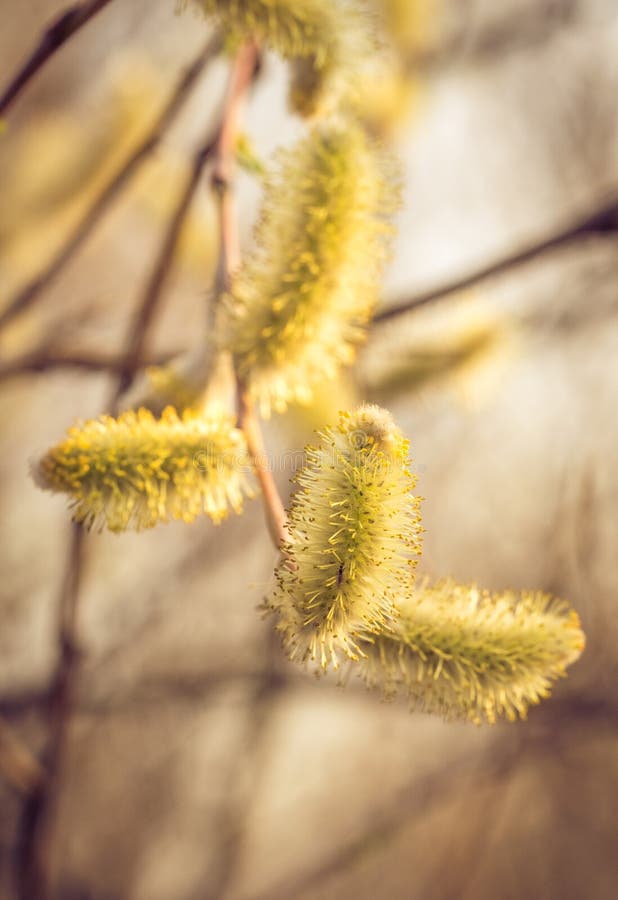 Flowering Spring Willow Tree. Spring Meadow Stock Image - Image of ...