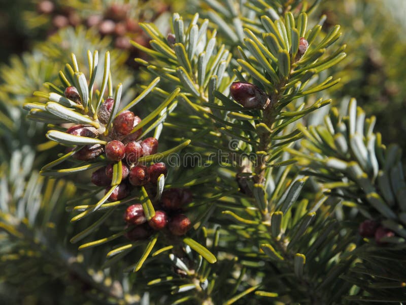 Flowering of a spruce tree stock photo. Image of season - 243908908