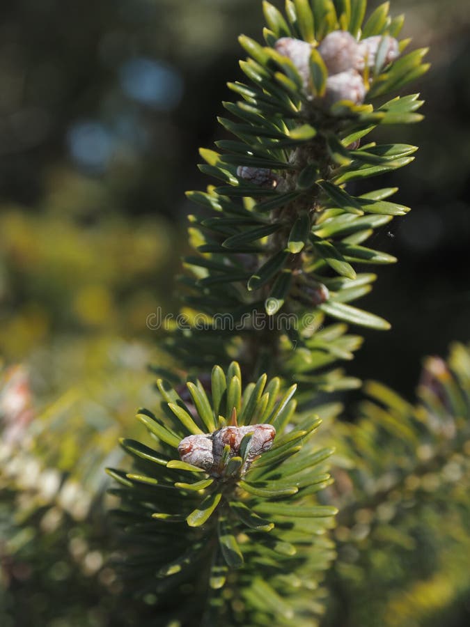 Flowering of a spruce tree stock image. Image of environment - 243908925
