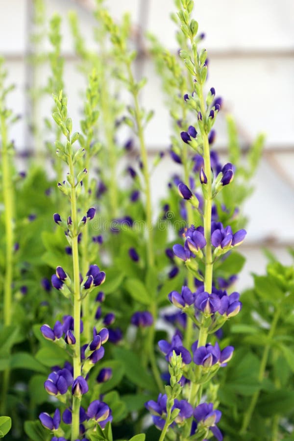Flowering Stalks of False Blue Indigo Stock Photo - Image of purple ...