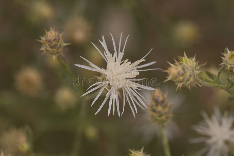 Flowering Steppe Thorn Bush,background Stock Photo - Image of beautiful ...