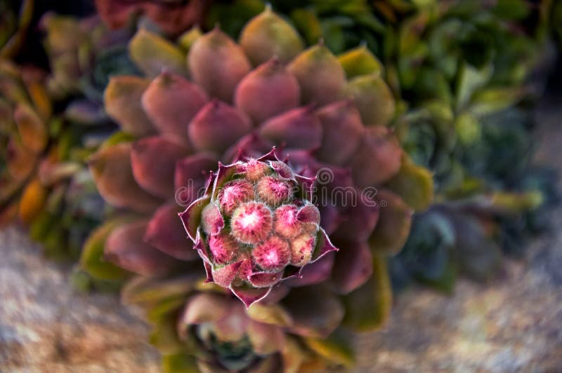 Flowering Stone Rose Sempervivum in Landscape Design Stock Image ...