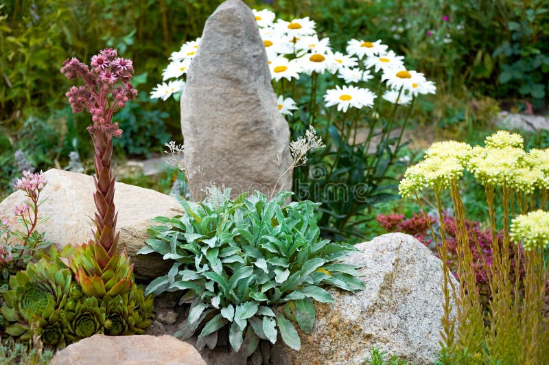 Flowering Stone Rose Sempervivum in Landscape Design Stock Photo ...