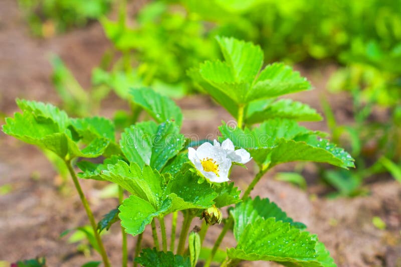 Flowering strawberry stock photo. Image of flowering - 46800140