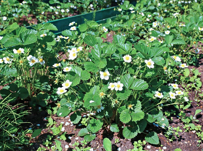 Flowering Strawberry Plant on the Gardenbed Stock Photo - Image of ...