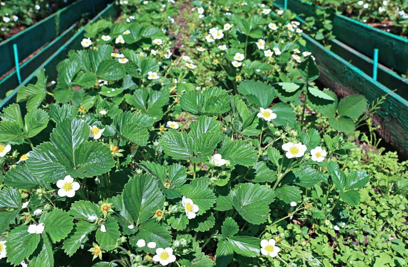 Flowering Strawberry Plant in the Gardenbed Stock Photo - Image of ...