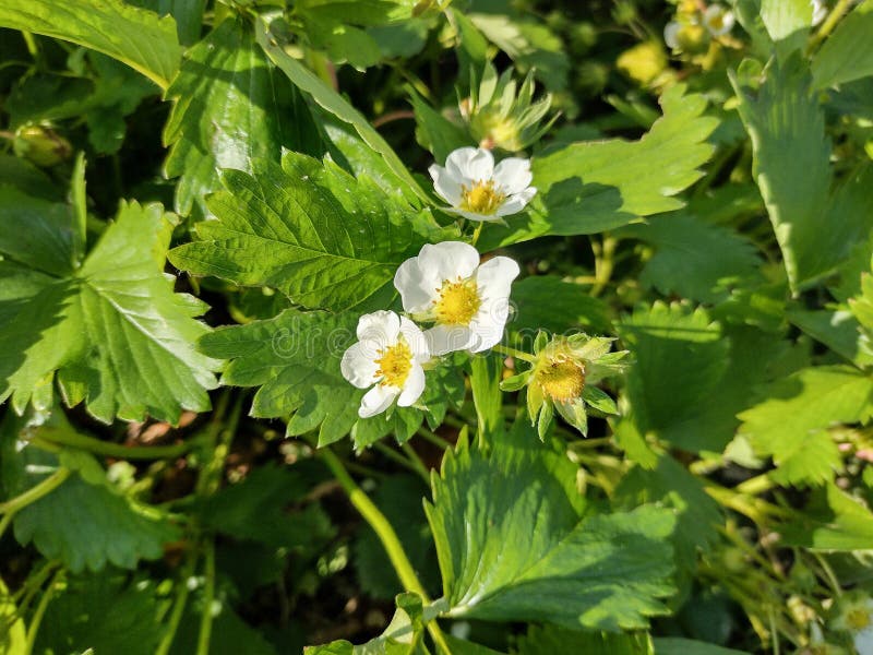 Flowering Strawberry Plant in the Spring Stock Photo - Image of flower ...