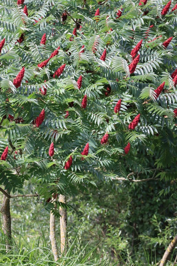 Flowering Sumac stock image. Image of summergreenshrub - 326004573