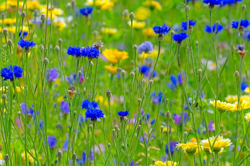 Flowering Summer Medow stock photo. Image of blooming - 47924676