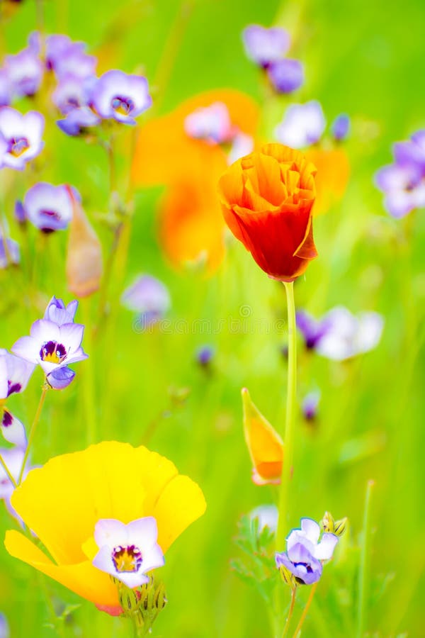 Flowering Summer Medow stock image. Image of petal, poppies - 41536301