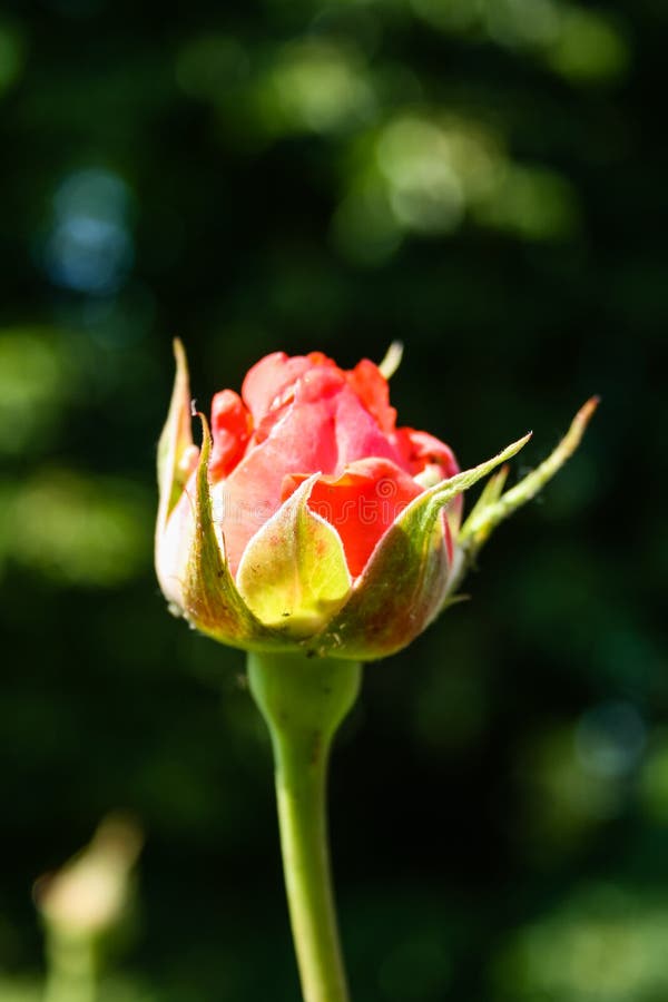 Flowering Summer Rose in Bud Stock Image - Image of bright, park: 90159249