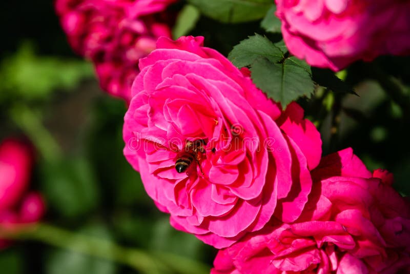 Flowering Summer Rose in Bud Stock Photo - Image of nature, flowering ...