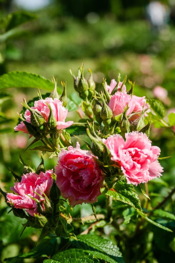 Flowering Summer Rose in Bud Stock Image - Image of botanical, natural ...