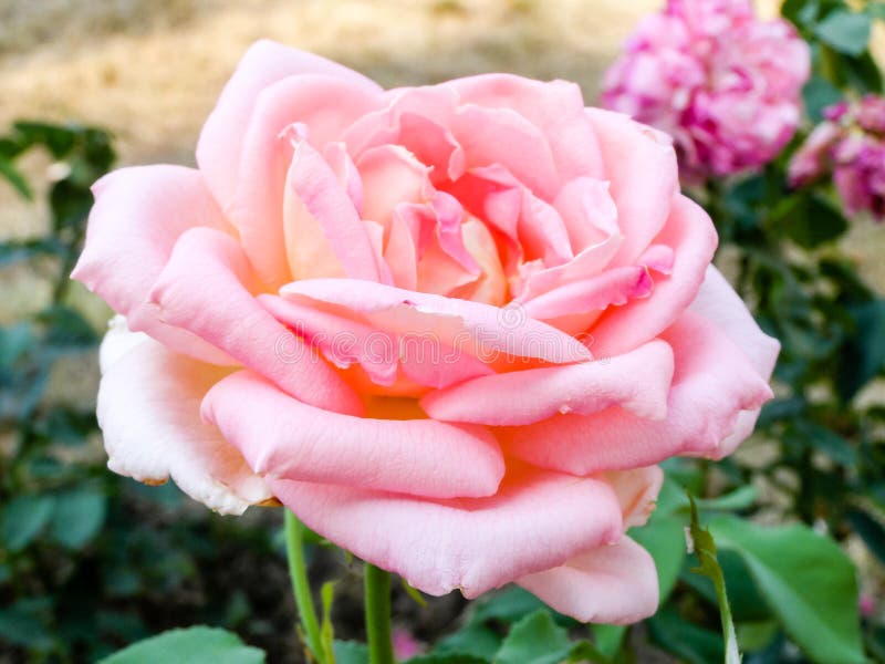 Flowering summer rose stock photo. Image of close, growing - 90159578