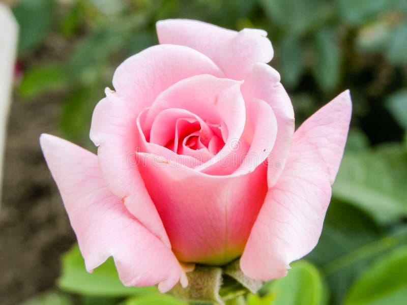 Flowering summer rose stock photo. Image of bright, garden - 90159640