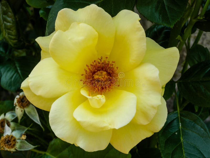 Flowering summer rose stock photo. Image of natural, holiday - 90159958