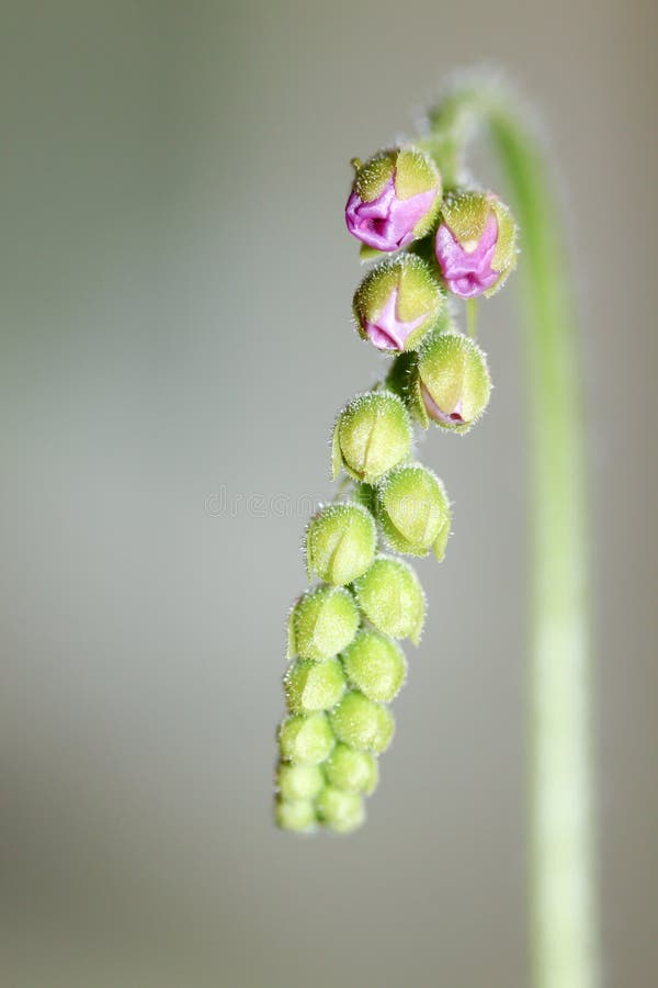 Flowering of Sundew (Drosera Capensis) Stock Photo - Image of capensis ...