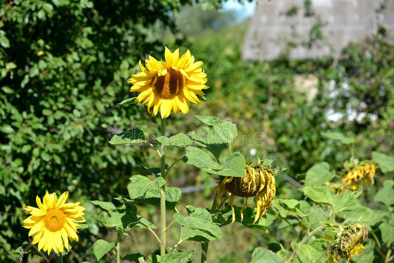 Flowering Sunflower One-year-old, Sun-lit Stock Image - Image of ...