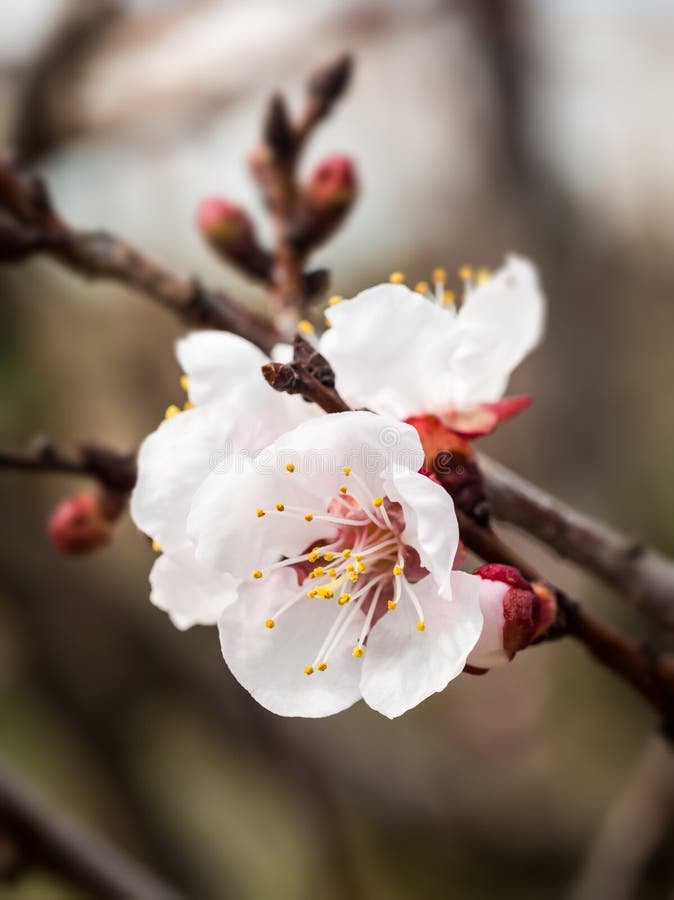 Flowering Sweet Almond Tree Stock Photo - Image of brunch, flowering ...