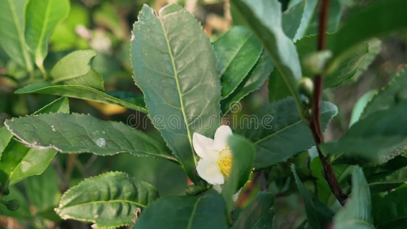Flowering Tea. White Tea Flower on a Background of Tea Leaves. Stock ...