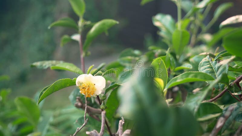 Flowering Tea. White Tea Flower on a Background of Tea Leaves. Stock ...
