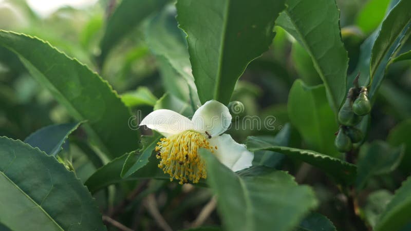 Flowering Tea. White Tea Flower on a Background of Tea Leaves. Stock ...
