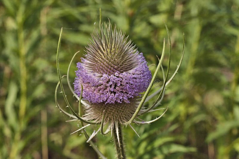 Flowering Thistle stock image. Image of blossom, creekside - 74435887