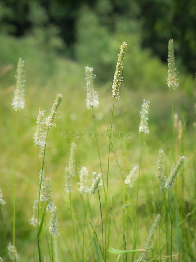 Flowering Timothy grass stock image. Image of poaceae - 153055863