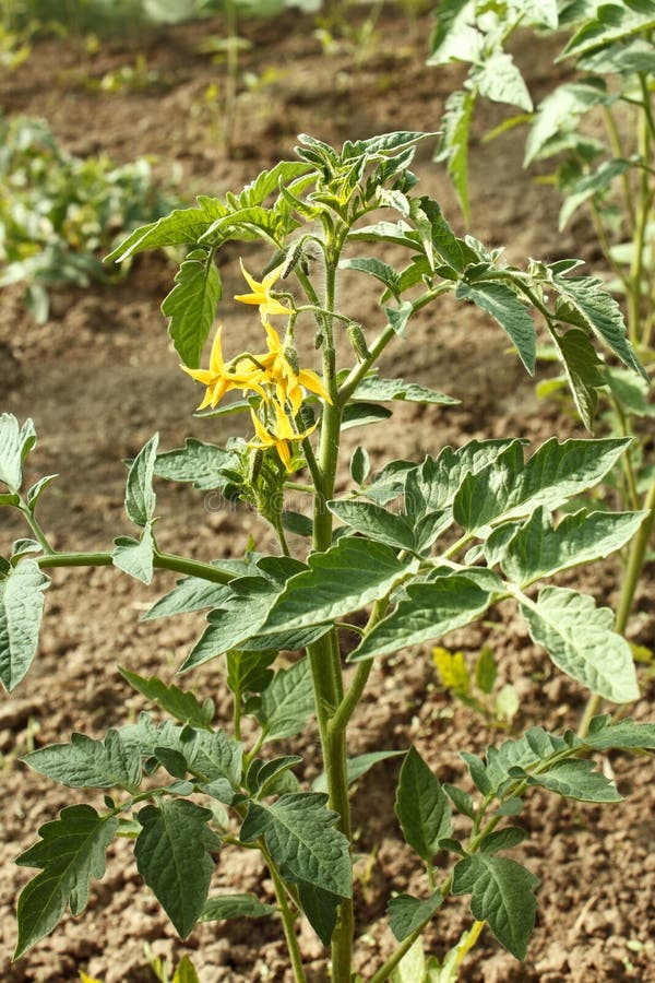 Flowering tomato plants stock photo. Image of herb, ground - 47776144